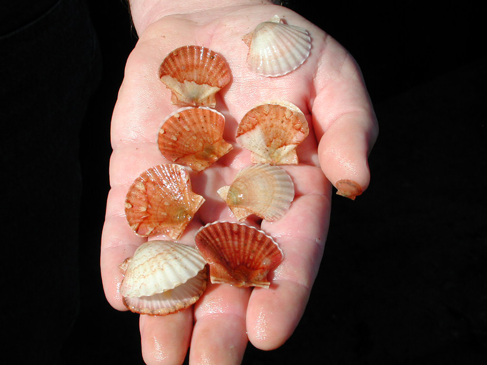 Norway's scallop industry moves toward large-scale larval culture ...