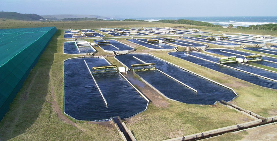 Integrated systems incorporate seaweed in South African abalone culture ...