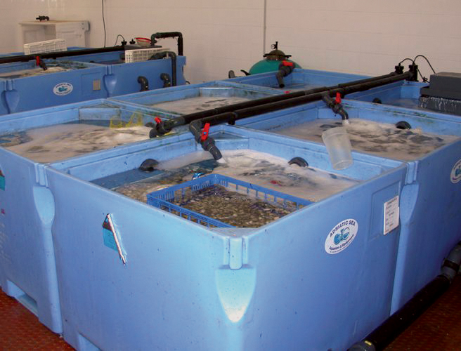 Integrated monitoring improves microbiological quality of bivalve ...