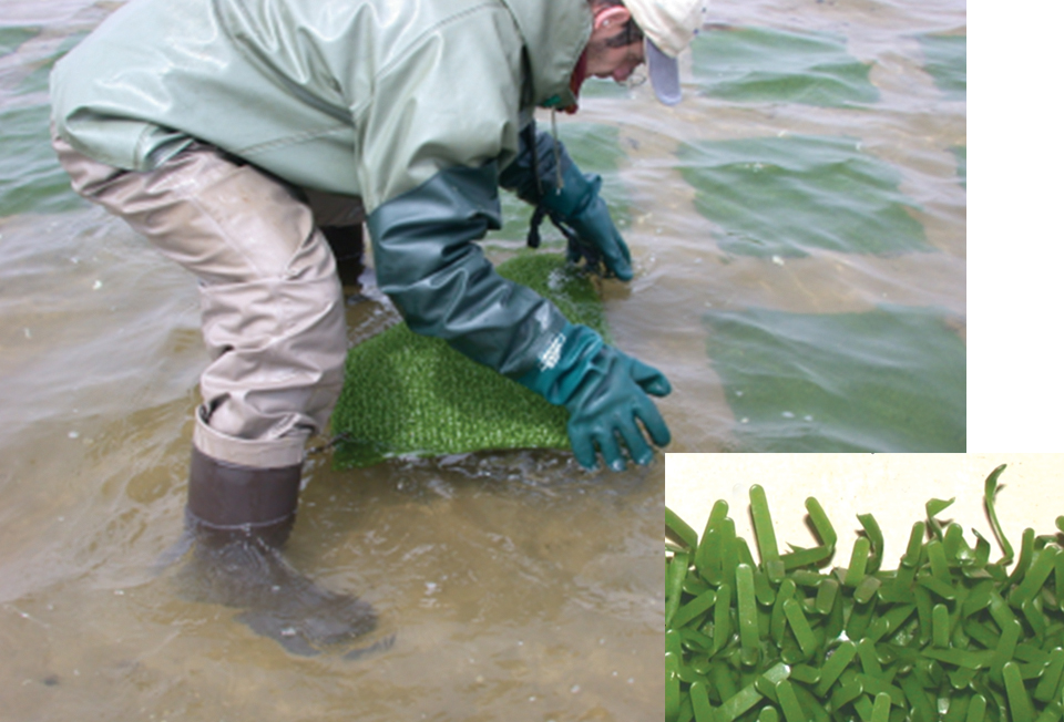 Simple solution: Turf mats collect soft-shell clam spat - Responsible ...