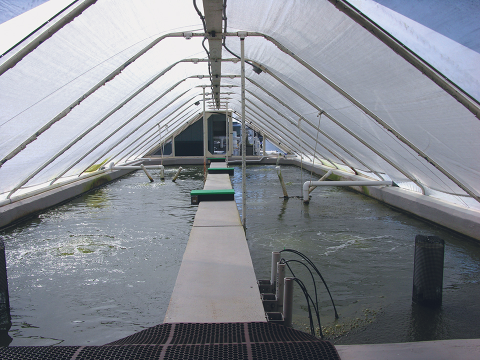 Super-intensive RAS trial yields encouraging shrimp harvest at Oceanic ...