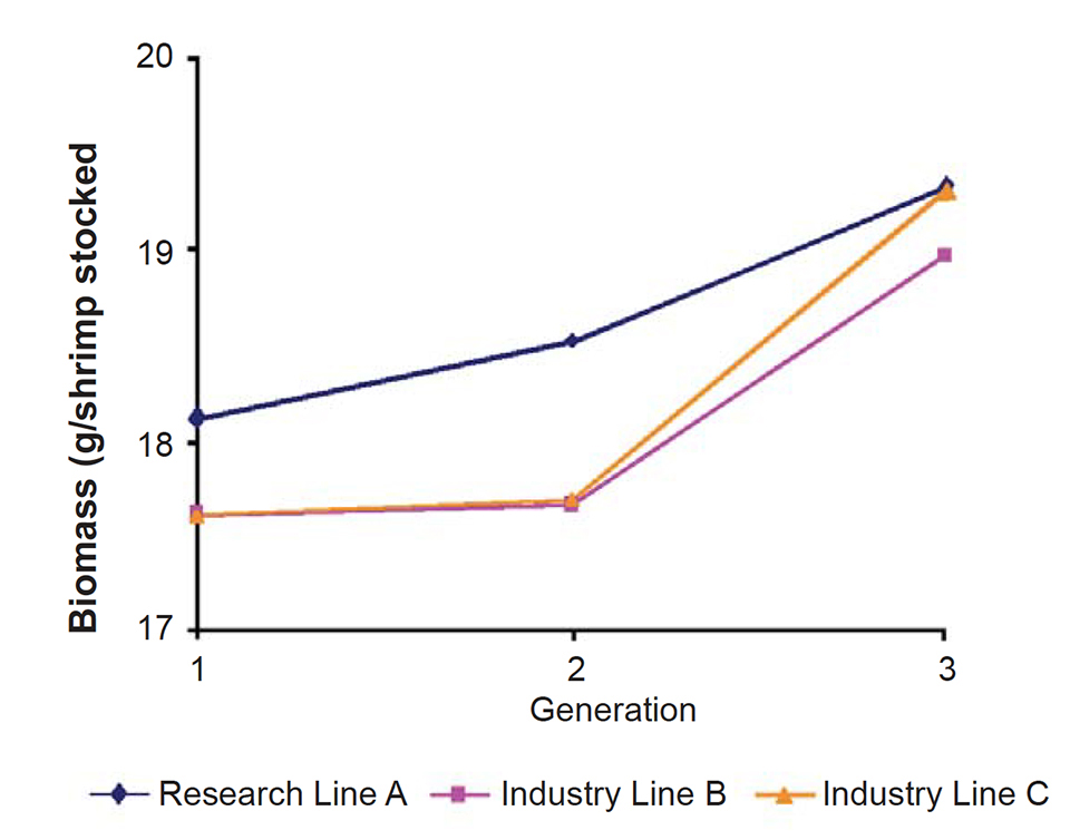 Genetics contribute to profitable shrimp production - Responsible ...
