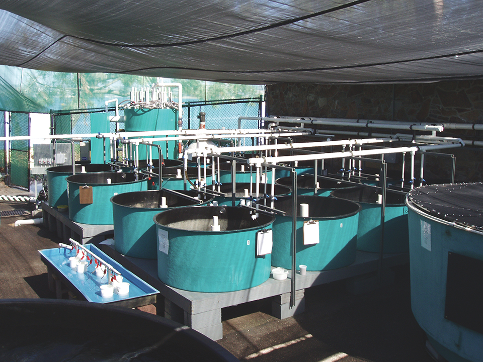 Research on spawning, larval rearing of yellowtail jack continues at ...