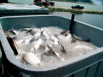 Measuring, maintaining freshness in aquaculture products - Responsible ...