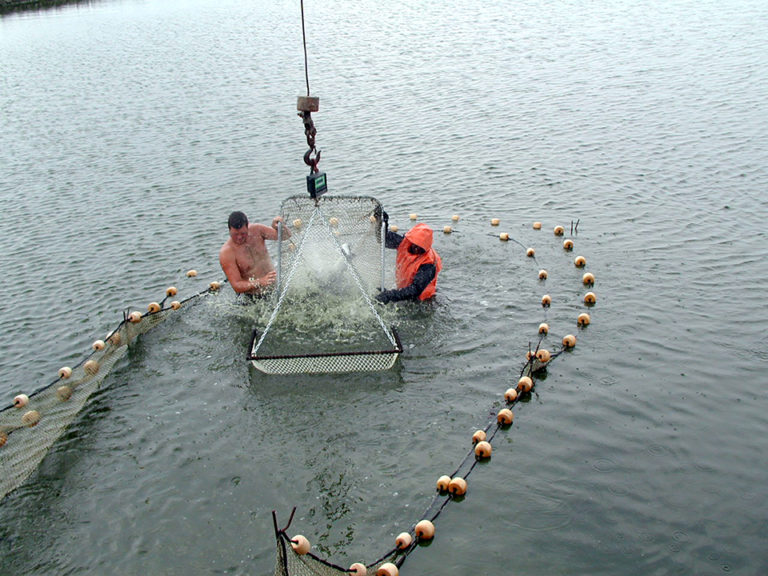 Measuring, maintaining freshness in aquaculture products - Responsible ...