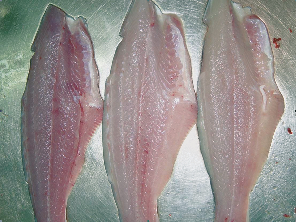 QIM method scores quality, shelf life of pangasius fillets ...