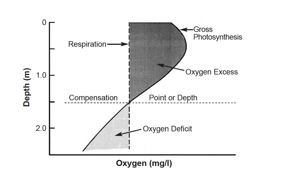 Phytoplankton dynamics in aquaculture ponds - Responsible Seafood Advocate