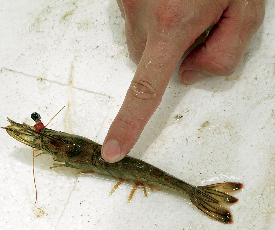 Selective breeding with fleshy shrimp - Responsible Seafood Advocate