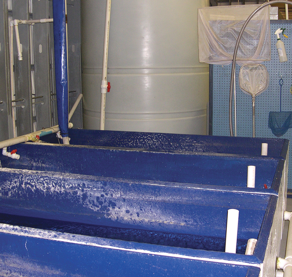 Health management in recirculating systems - Responsible Seafood Advocate