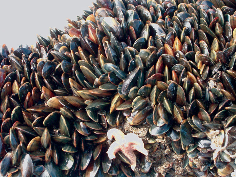 Concept combines offshore wind farms, mussel cultivation - Responsible ...