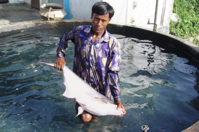 Continued evolution: Polyculture in Bangladesh - Responsible Seafood ...