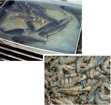 Polyculture: Varied applications, benefits spark renewed interest ...