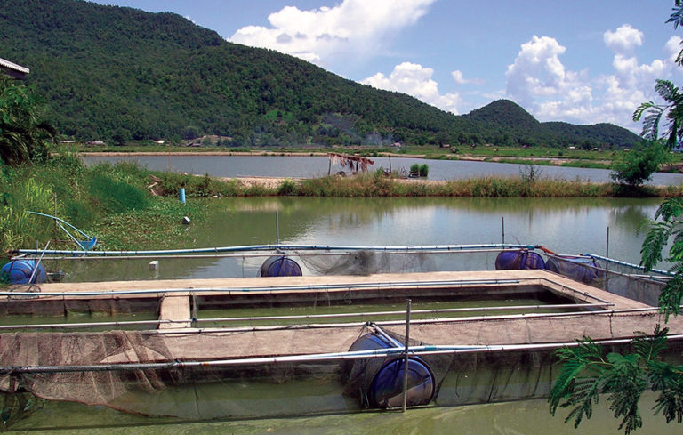Freshwater prawn farming in Thailand - Responsible Seafood Advocate