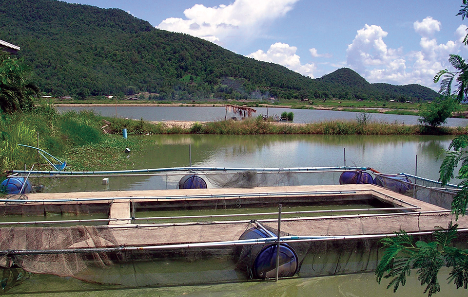 Freshwater prawn farming in Thailand - Responsible Seafood Advocate