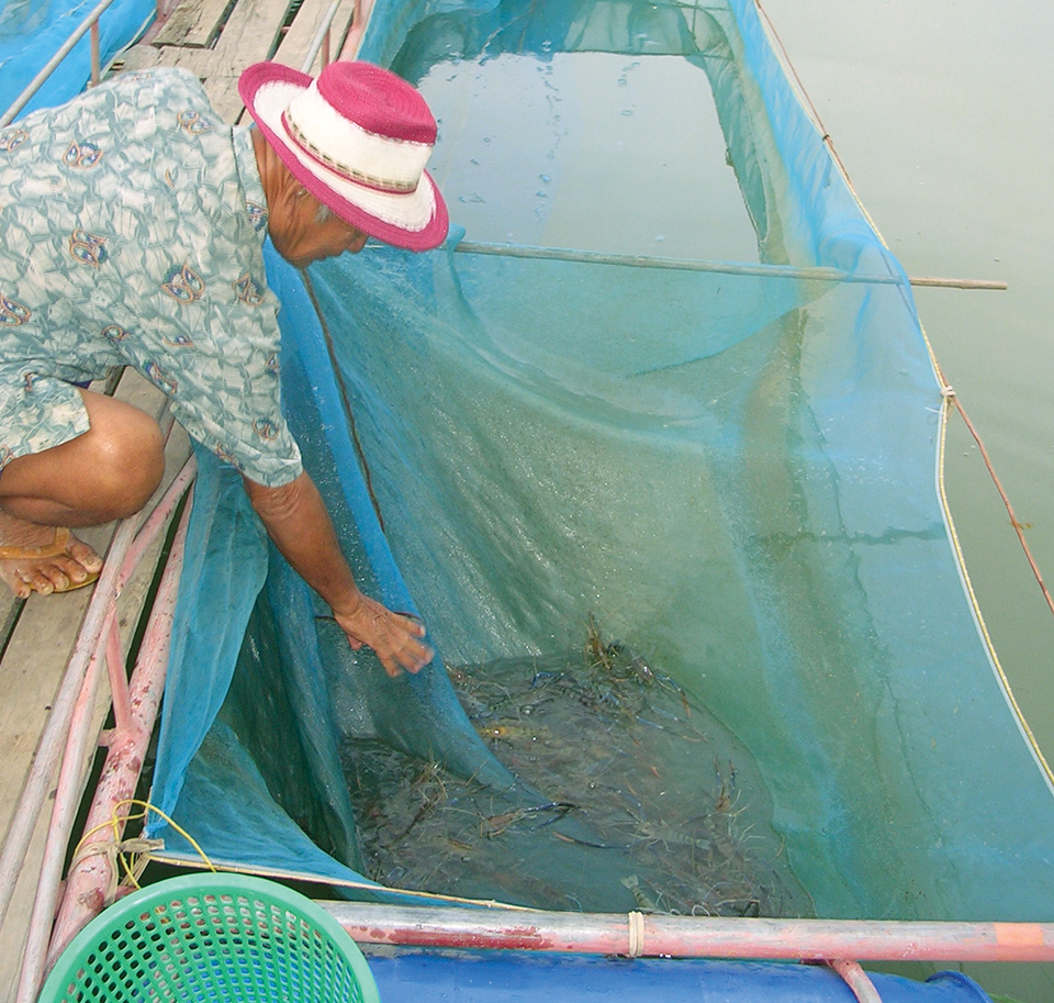 Freshwater prawn farming in Thailand - Responsible Seafood Advocate