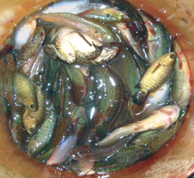 Self-recruiting species diversify polyculture systems - Responsible ...