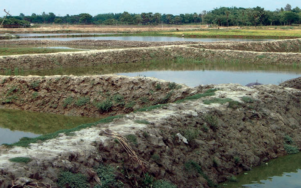 Growing pangus industry faces constraints in Bangladesh - Responsible ...