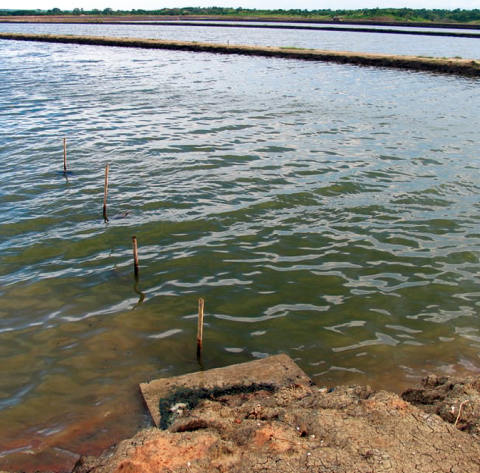 Nitrification an important process in aquaculture - Responsible Seafood ...