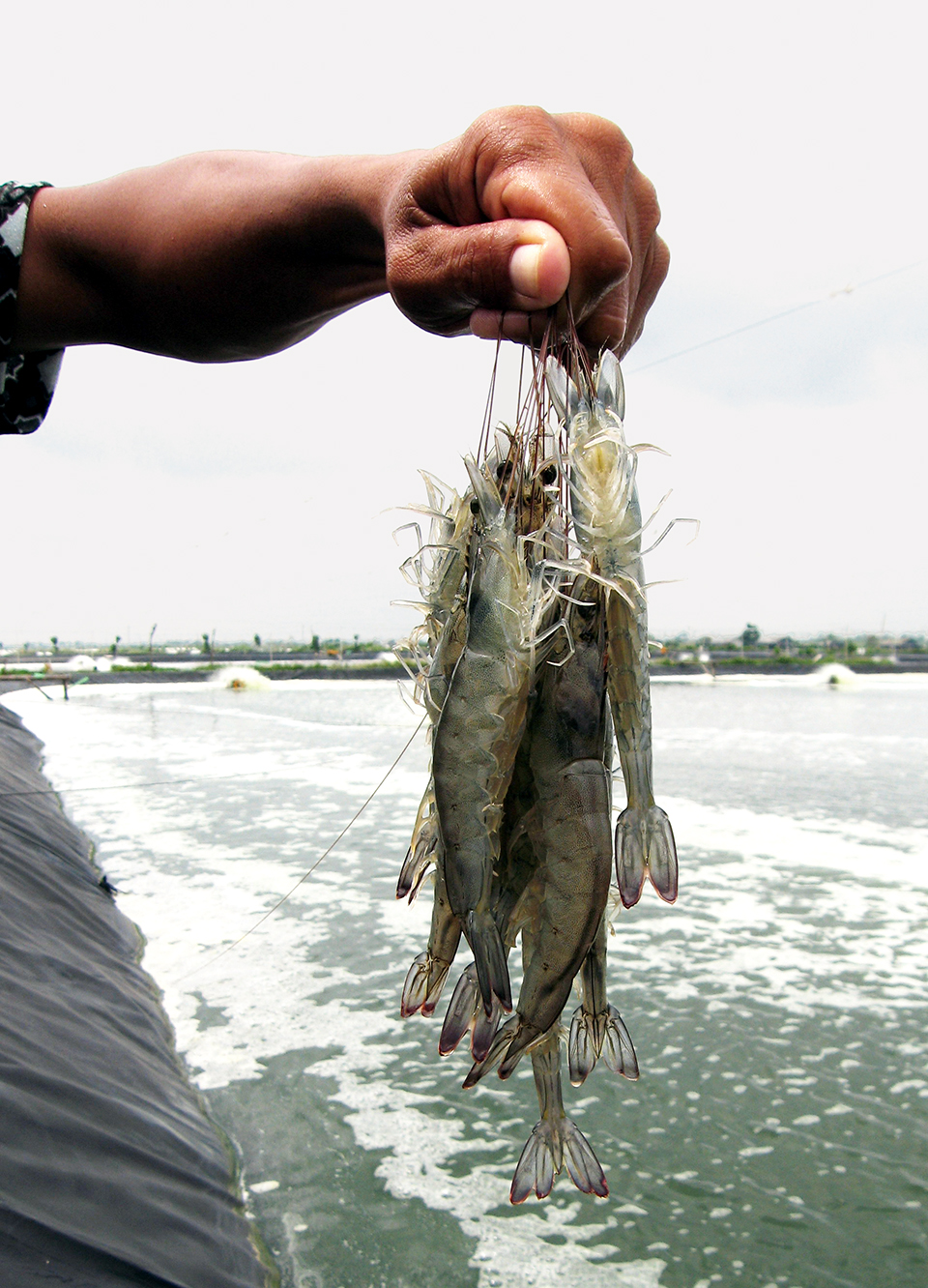 Reengineering Dipasena - Responsible Seafood Advocate