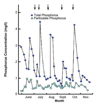 Phosphorus: Key to phytoplankton management - Responsible Seafood Advocate