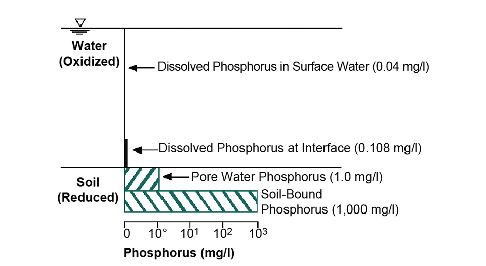 Phosphorus: Key to phytoplankton management - Responsible Seafood Advocate