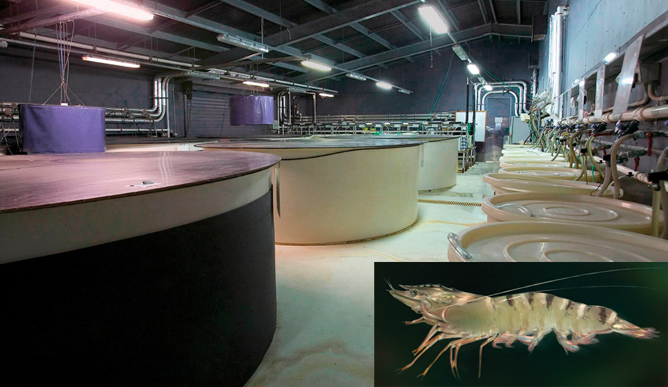 Shrimp breeding in Australia - Responsible Seafood Advocate