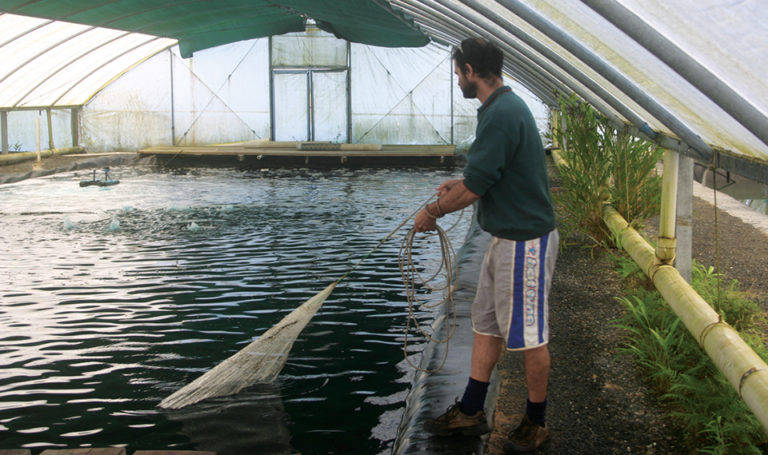 Shrimp breeding in Australia - Responsible Seafood Advocate