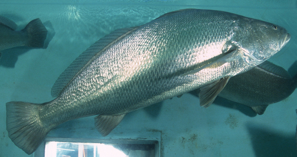 Feed preparation for white sea bass, totoaba broodstock - Responsible ...