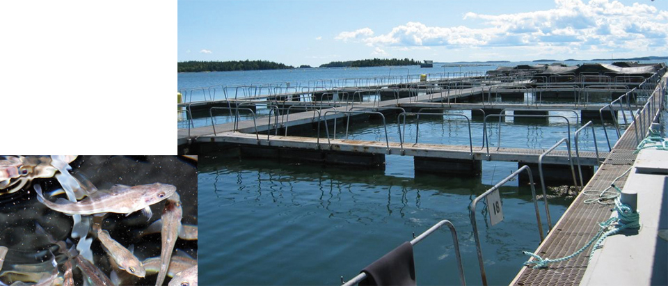 Atlantic cod genomics and broodstock development project - Responsible ...