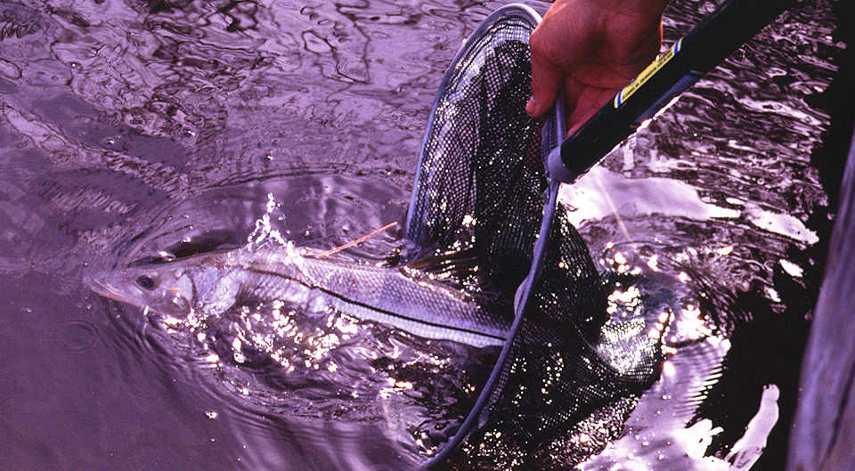 Marine fish stocking studies demonstrate species adaptability ...