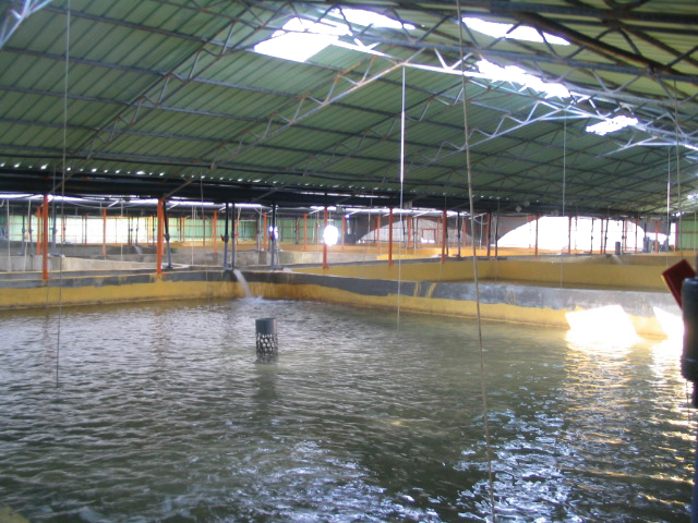 Olive flounder culture in South Korea - Responsible Seafood Advocate