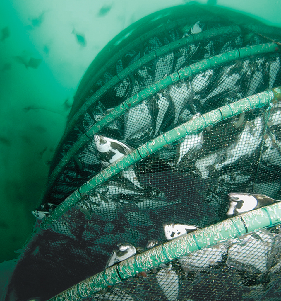 Farmed white halibut - Responsible Seafood Advocate