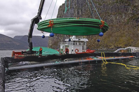 Farmed white halibut - Responsible Seafood Advocate