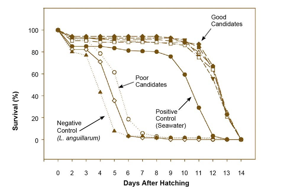 Screening probiotic bacteria for Atlantic cod larvae - Responsible ...