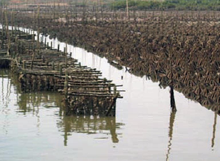 Molluscan seed production, hatchery development in China - Responsible ...