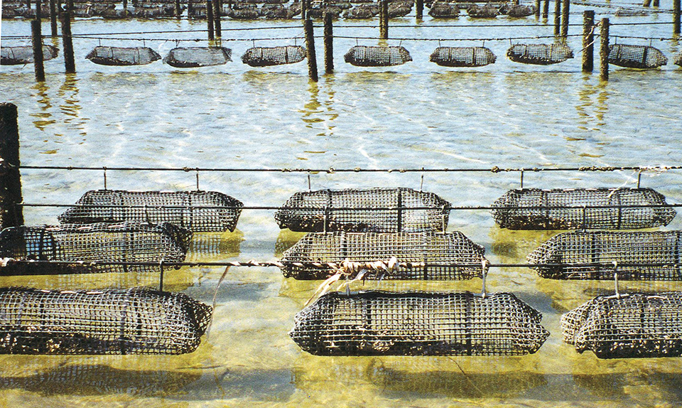 Oyster farming in South Australia - Responsible Seafood Advocate