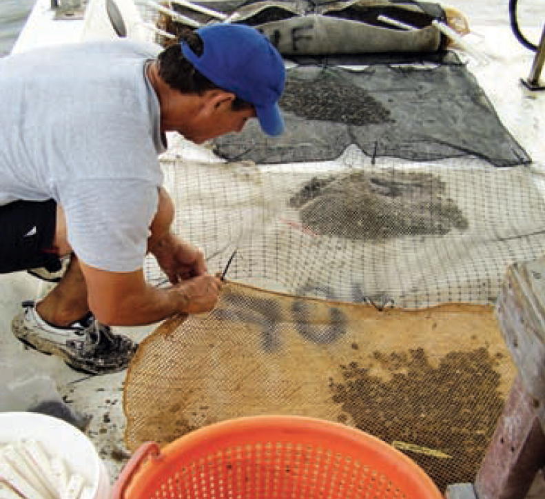 Research, extension efforts support hard clam industry in Florida ...