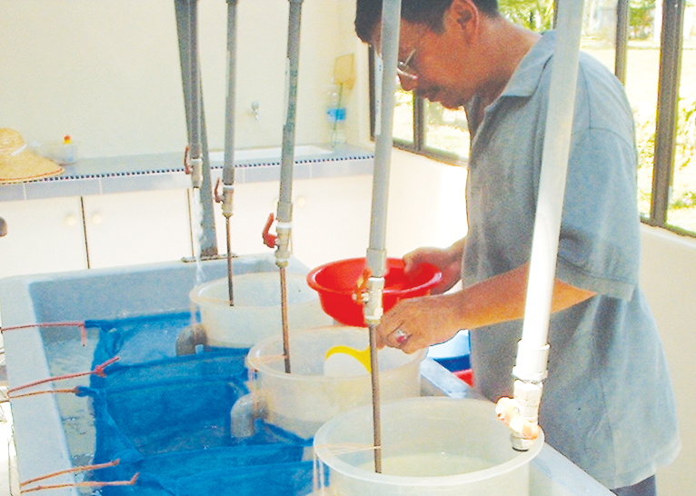 GIFT tilapia: Technology for successful selected strain continues ...