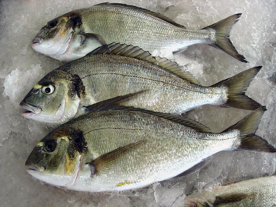 Soy products replace fishmeal, fish oil in gilthead sea bream feed ...