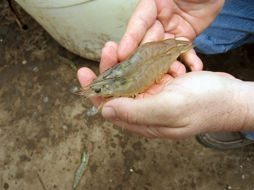WSSV infection and molt stage - Responsible Seafood Advocate