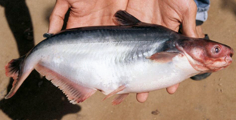 Common diseases of pangasius catfish farmed in Vietnam - Responsible ...