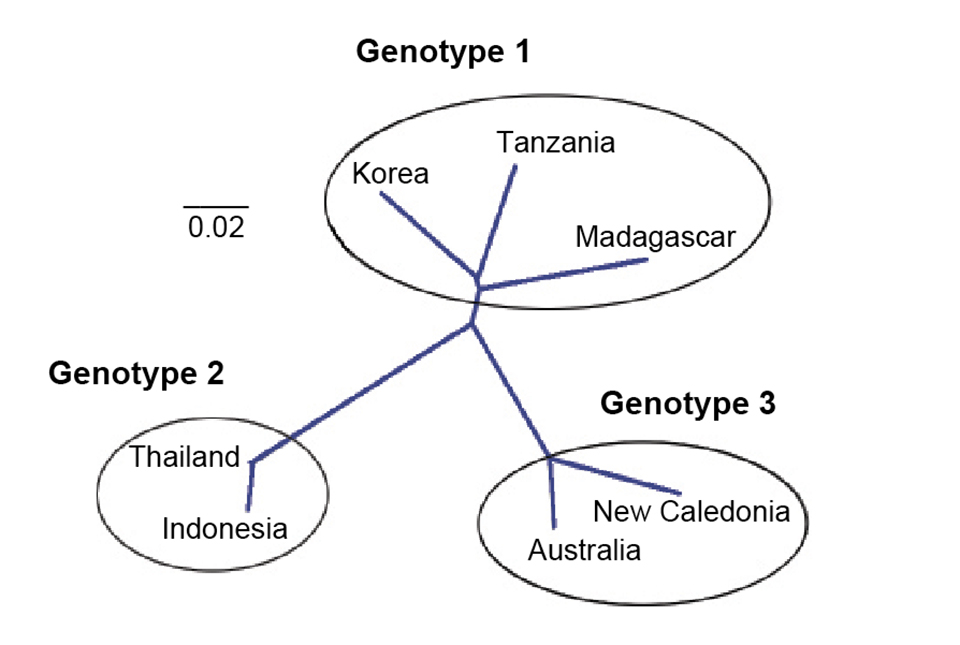 Genetic diversity of HPV parvovirus - Responsible Seafood Advocate