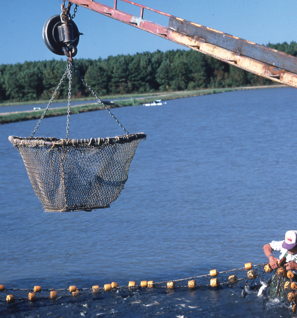 Ultrasound tested in channel catfish production systems - Responsible ...