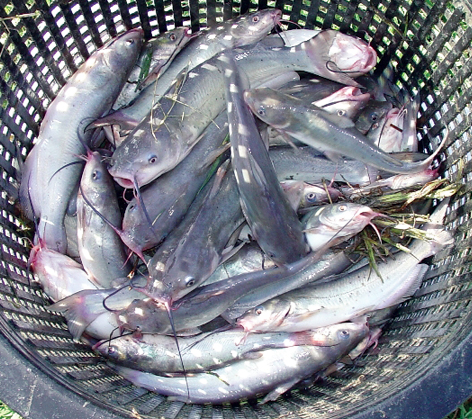 Modular advantages for catfish production - Responsible Seafood Advocate