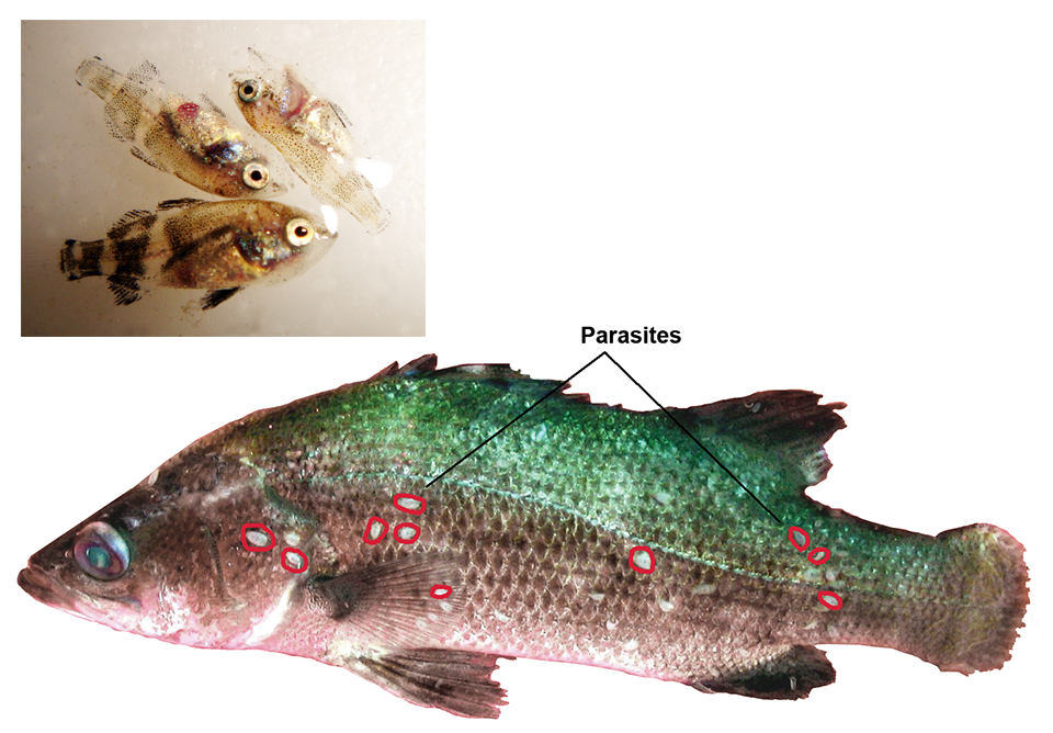 Health management of barramundi - Responsible Seafood Advocate