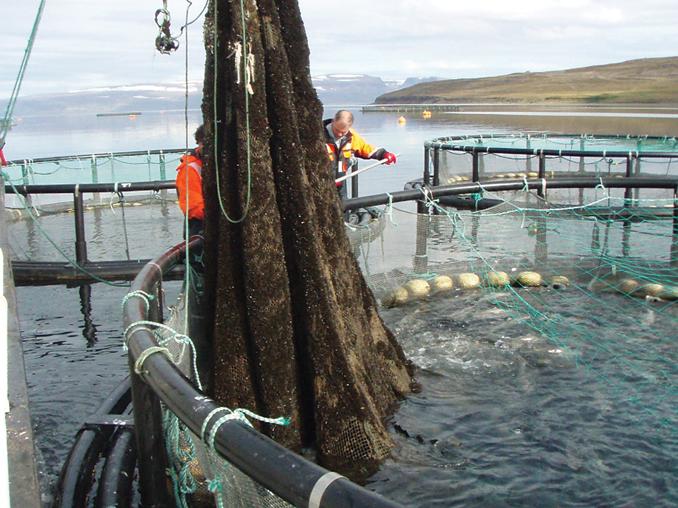 Photoperiod regulation inhibits spawning, promotes growth in Atlantic ...