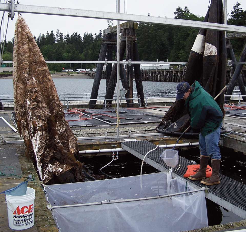 Lingcod stock enhancement under study as management tool in U.S ...