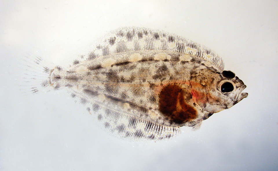 Roles of lipid-soluble vitamins during life cycle of marine fish larvae ...