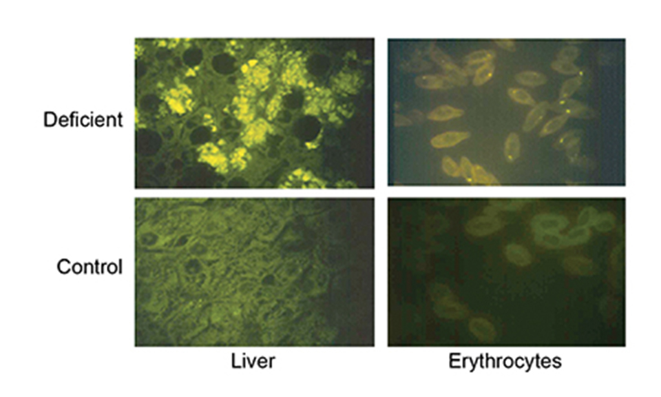 Roles of lipid-soluble vitamins during life cycle of marine fish larvae ...