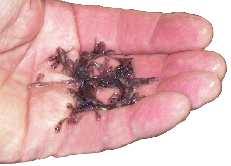 SCP comparable to hydrogen peroxide as catfish egg disinfectant ...